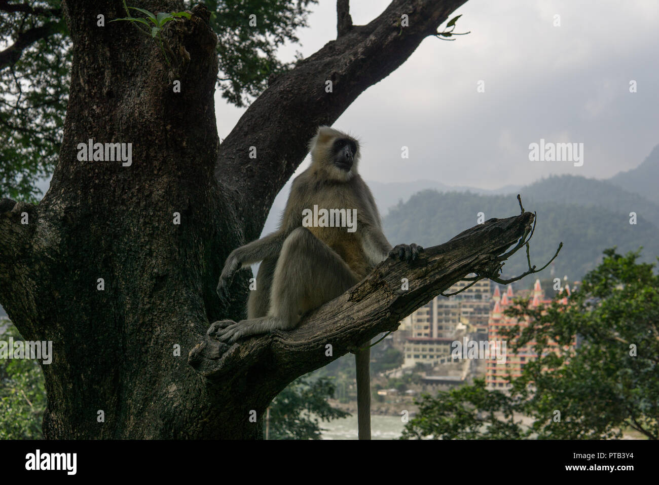 Hanuman Langur Monkey in Rishikesh in front of the Ganges River Stock ...