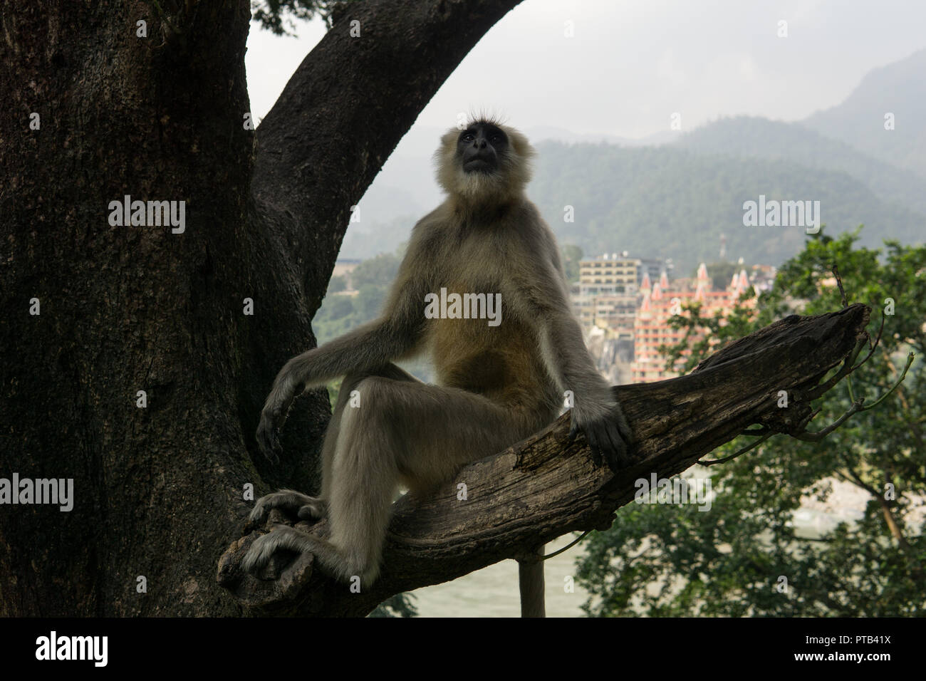 Hanuman Langur Monkey in Rishikesh in front of the Ganges River Stock ...