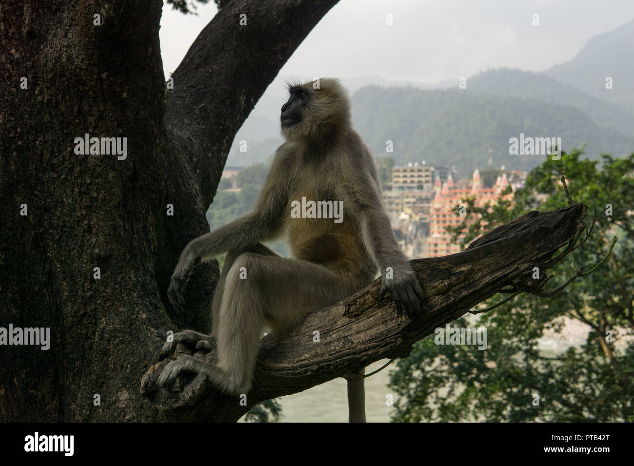 Hanuman Langur Monkey in Rishikesh in front of the Ganges River Stock ...