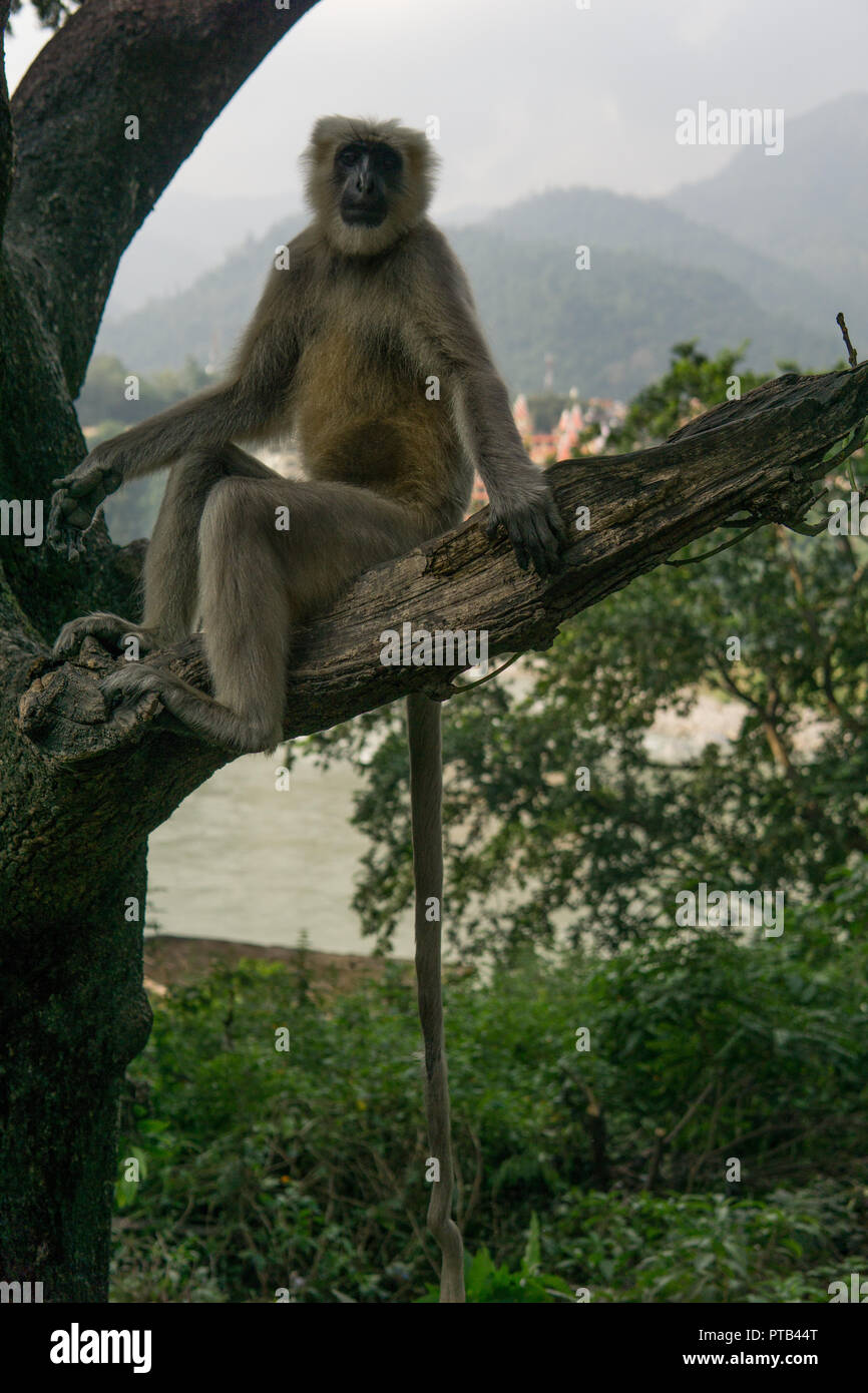 Hanuman Langur Monkey in Rishikesh in front of the Ganges River Stock ...