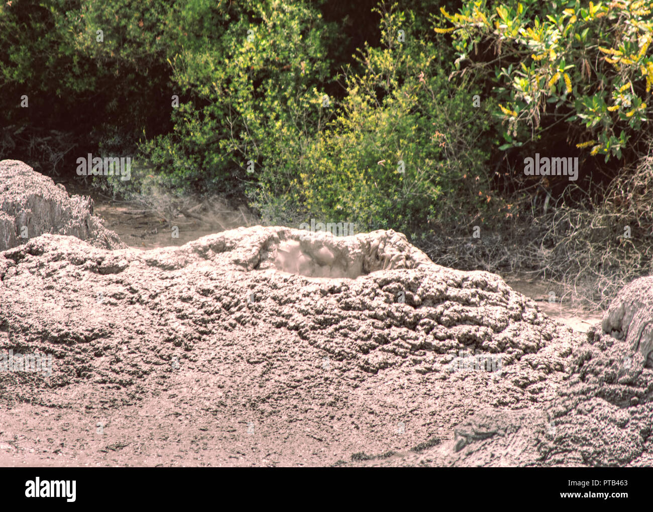 mud pools in Te Puia, New Zealand Stock Photo - Alamy