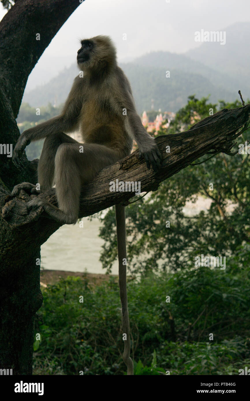 Hanuman Langur Monkey in Rishikesh in front of the Ganges River Stock ...