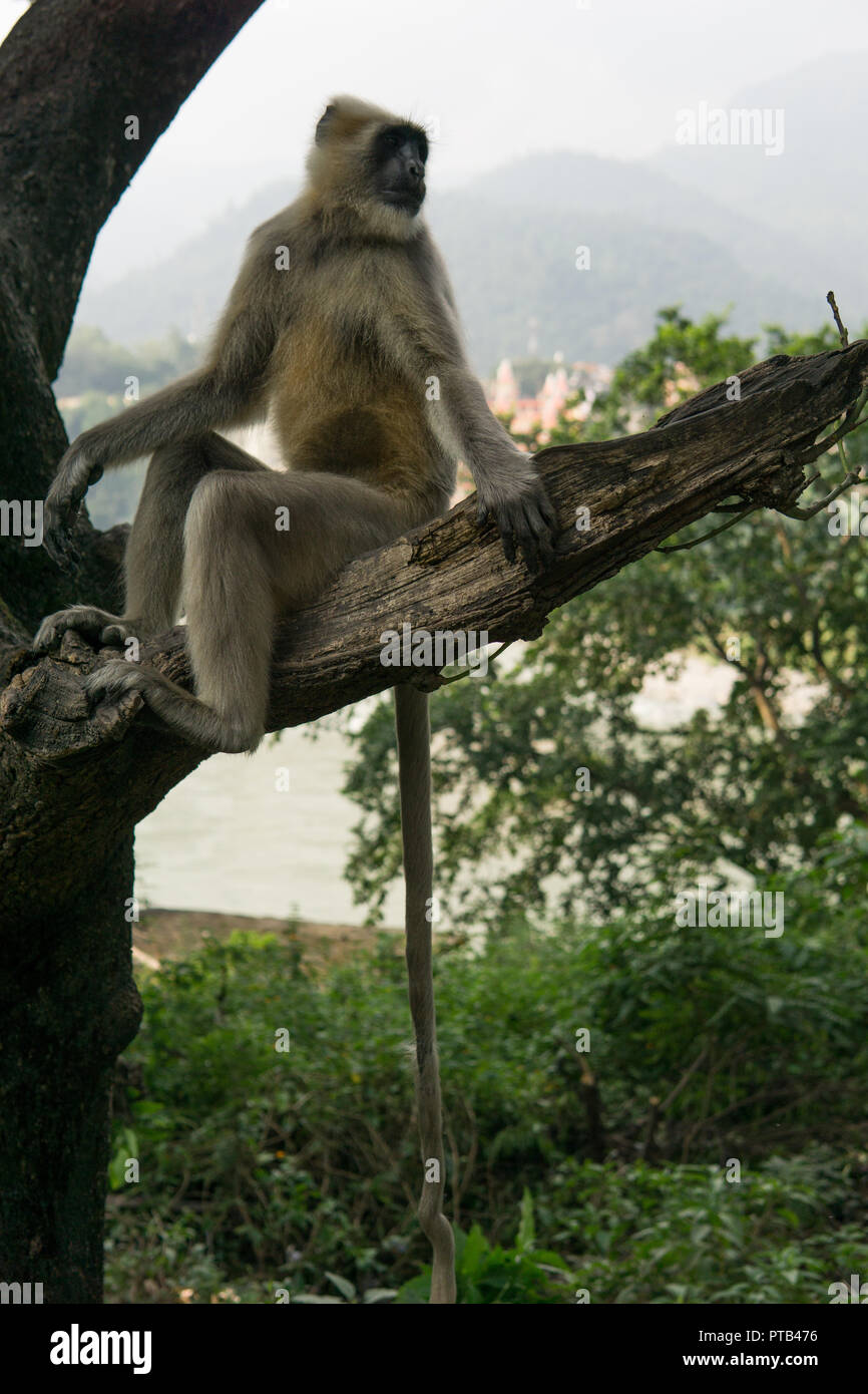 Hanuman Langur Monkey in Rishikesh in front of the Ganges River Stock ...