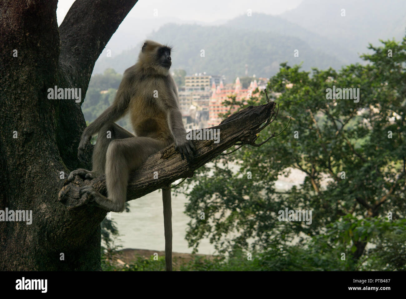 Hanuman Langur Monkey in Rishikesh in front of the Ganges River Stock ...