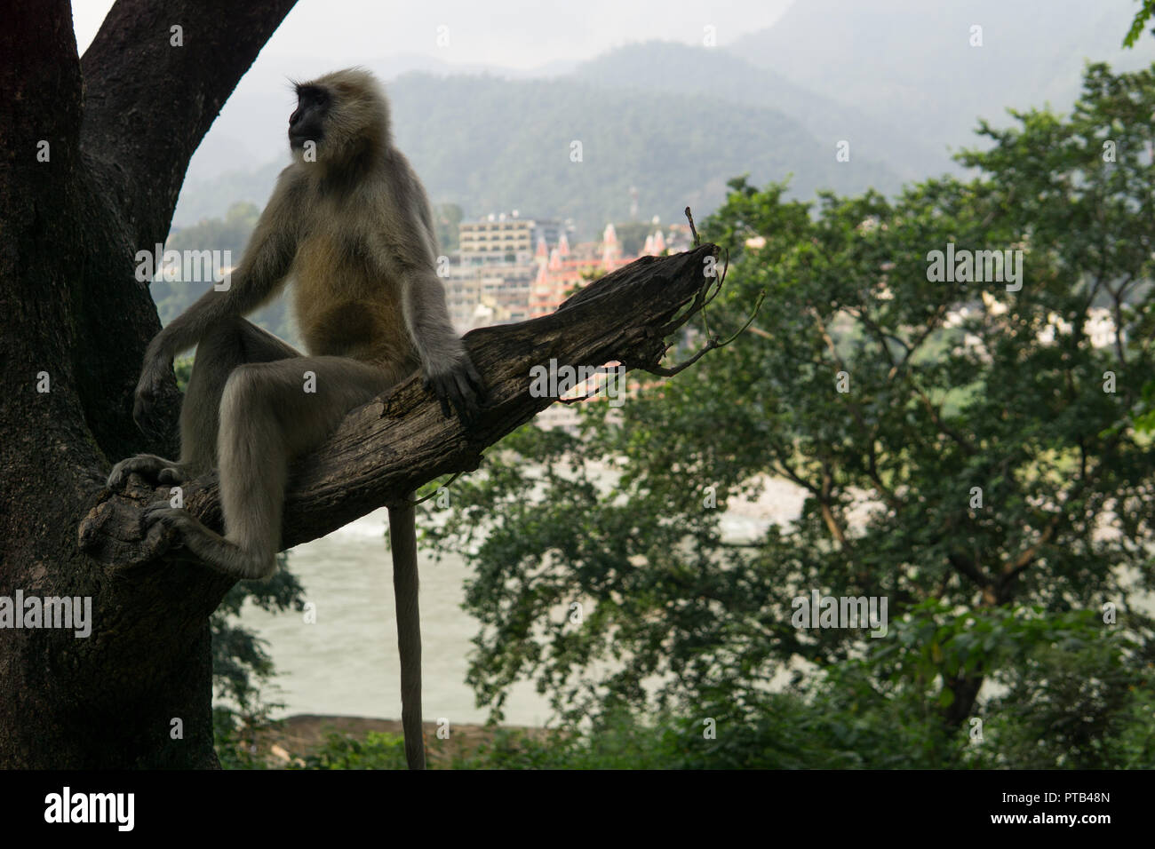 Hanuman Langur Monkey in Rishikesh in front of the Ganges River Stock ...
