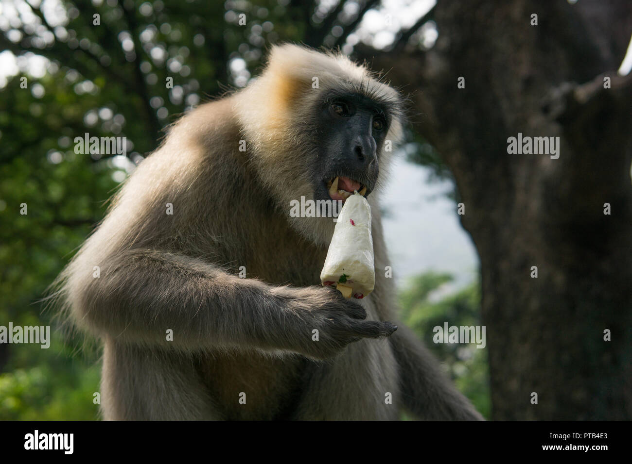 Monkey with ice cream hi-res stock photography and images - Alamy