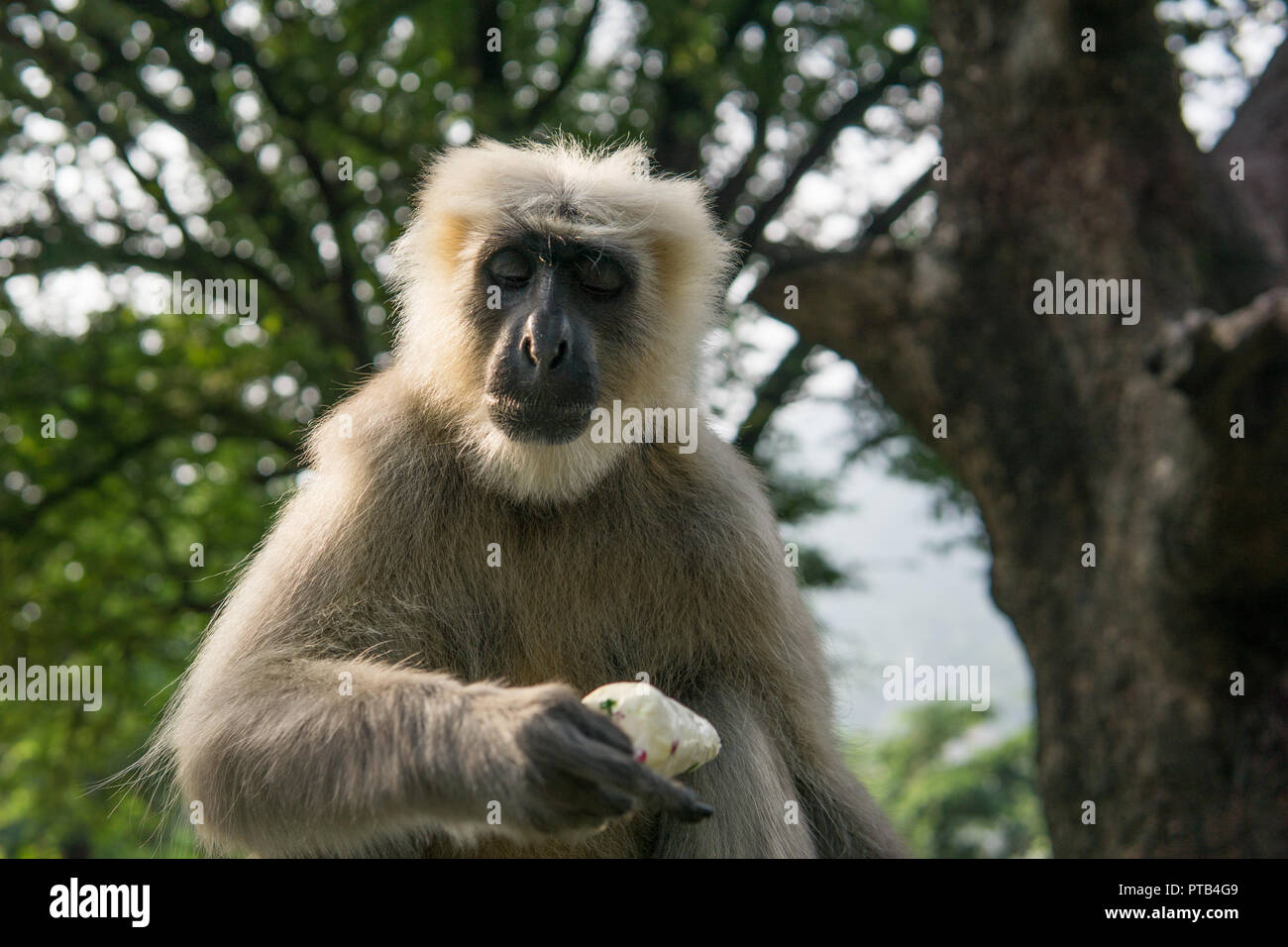 Hanuman Langur Monkey with Ice-Cream Stock Photo - Alamy