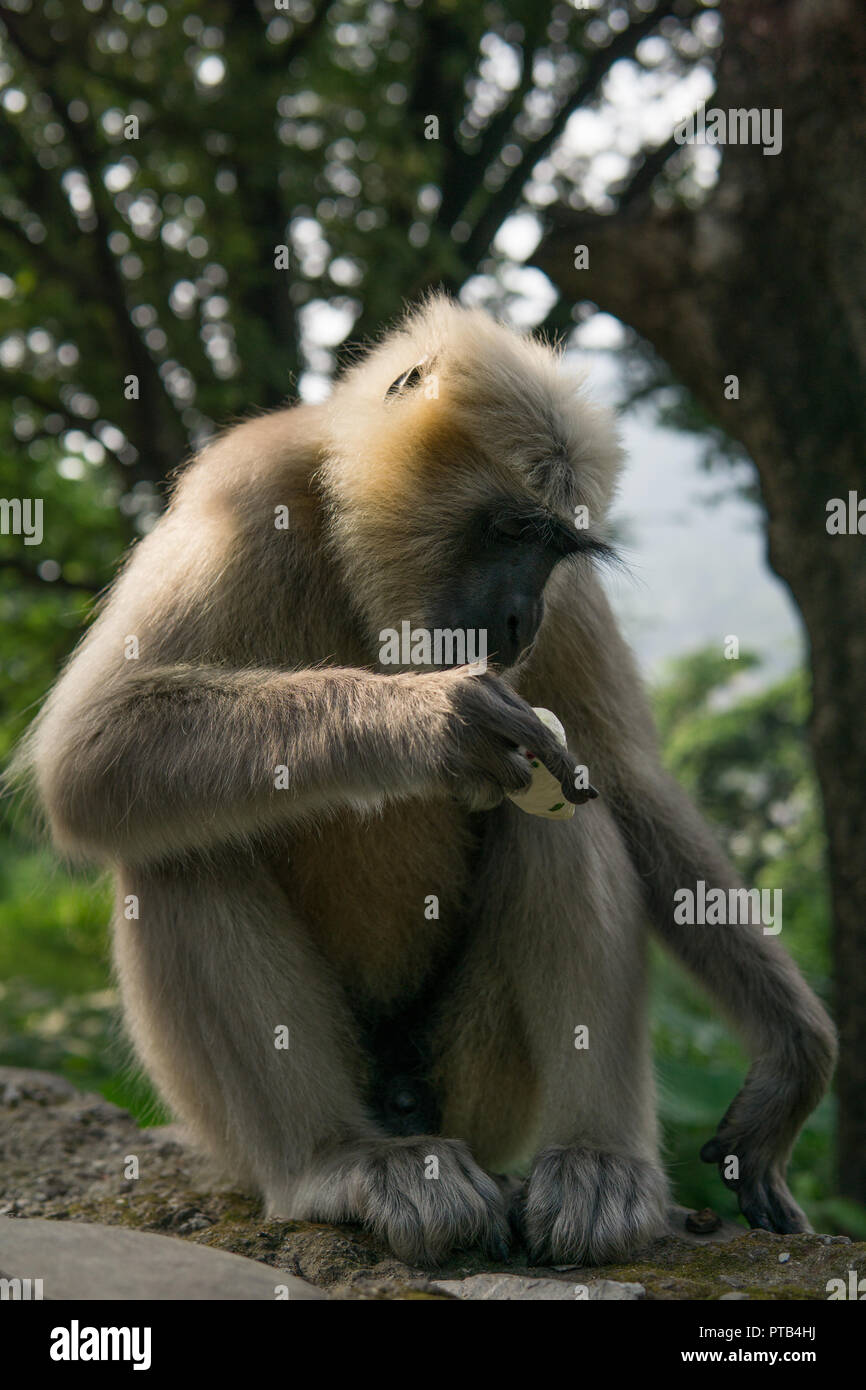 Hanuman Langur Monkey with Ice-Cream Stock Photo - Alamy