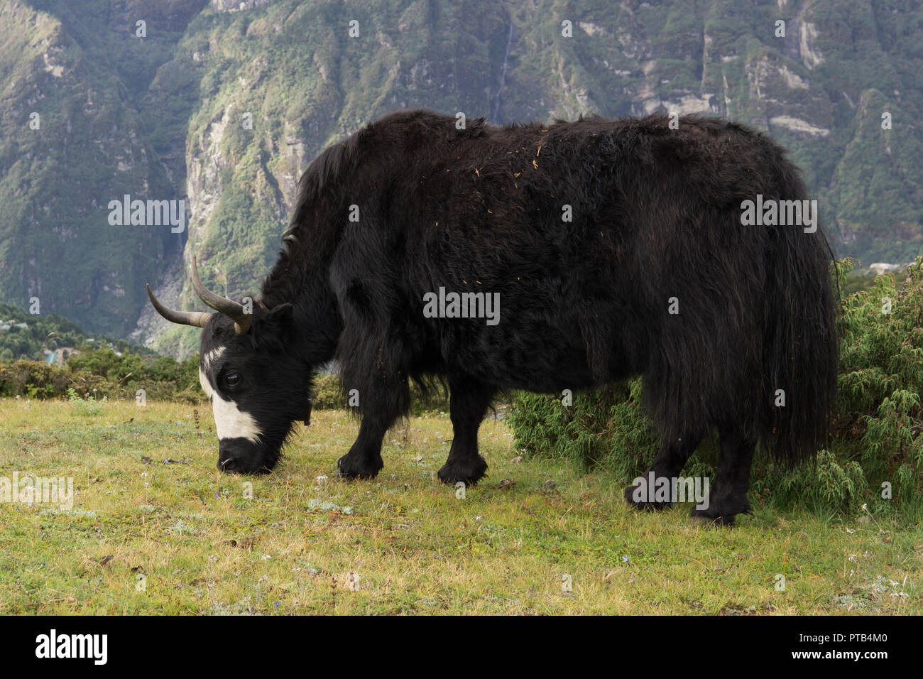 Grazing Yak in the nepalese Himalaya Stock Photo - Alamy