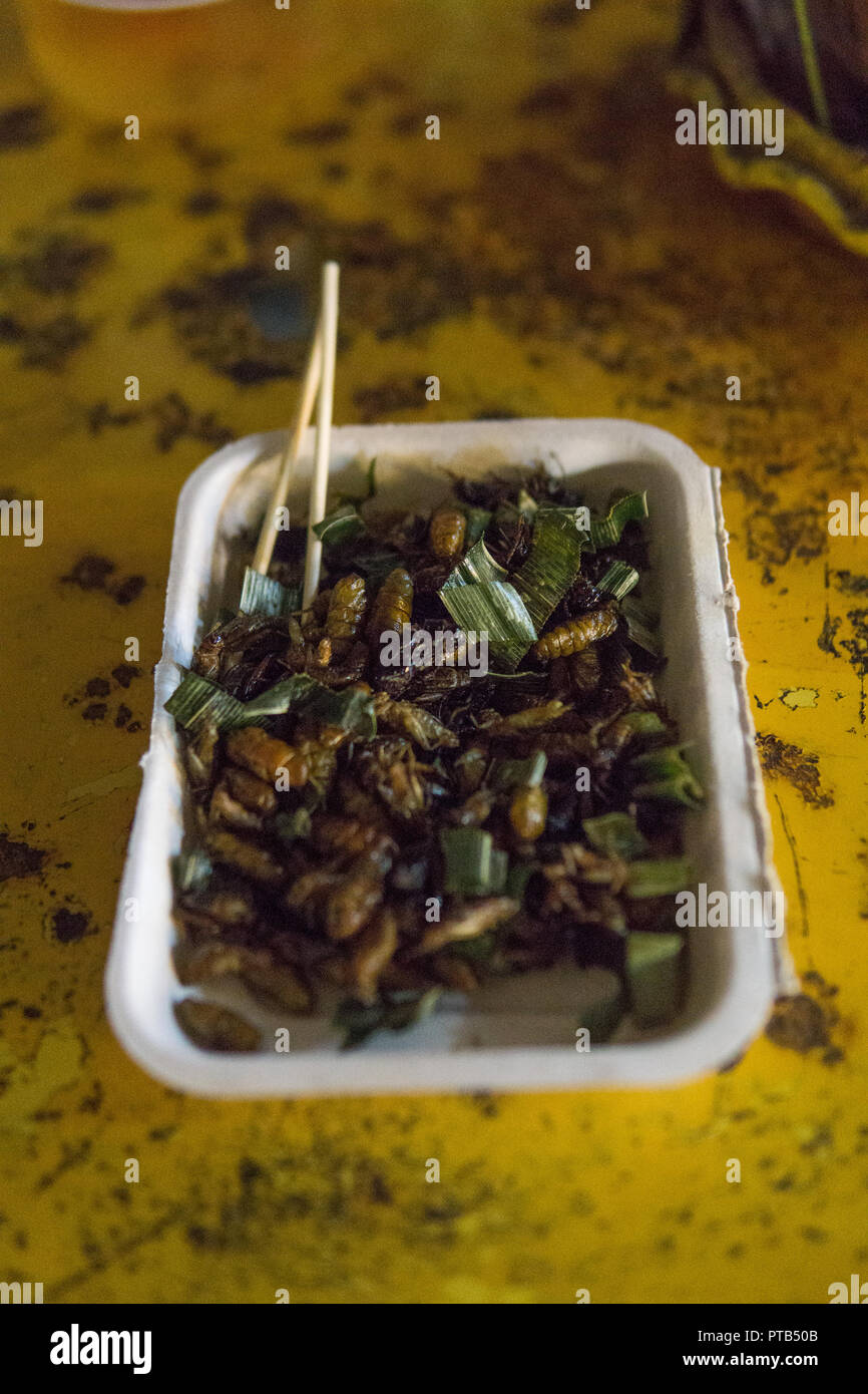 Cockroach insects hi-res stock photography and images - Alamy