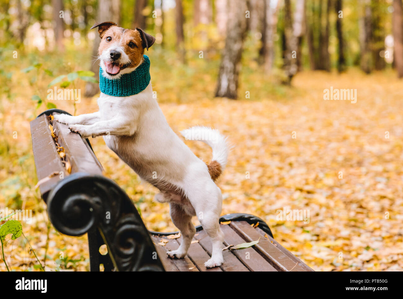 Animal hind legs walking hi-res stock photography and images - Alamy