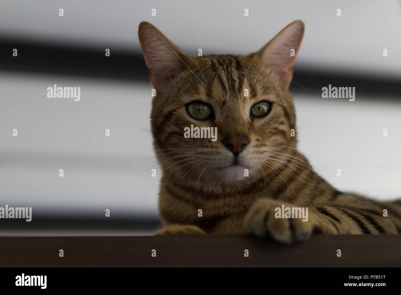 cute relaxing cats Stock Photo - Alamy