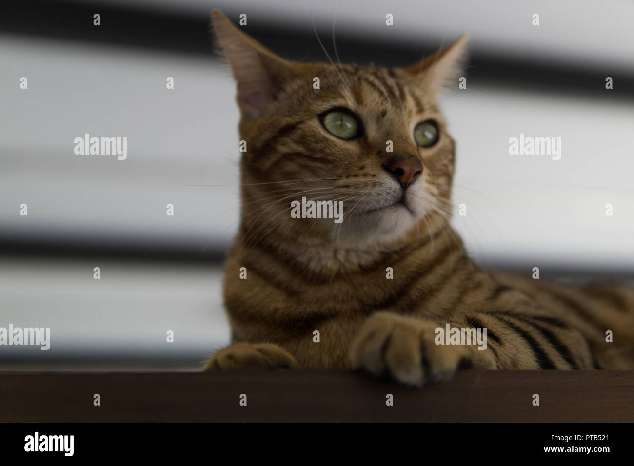 cute relaxing cats Stock Photo - Alamy