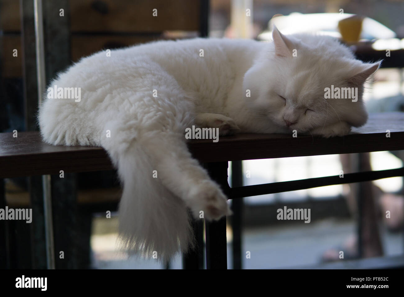 cute relaxing cats Stock Photo - Alamy