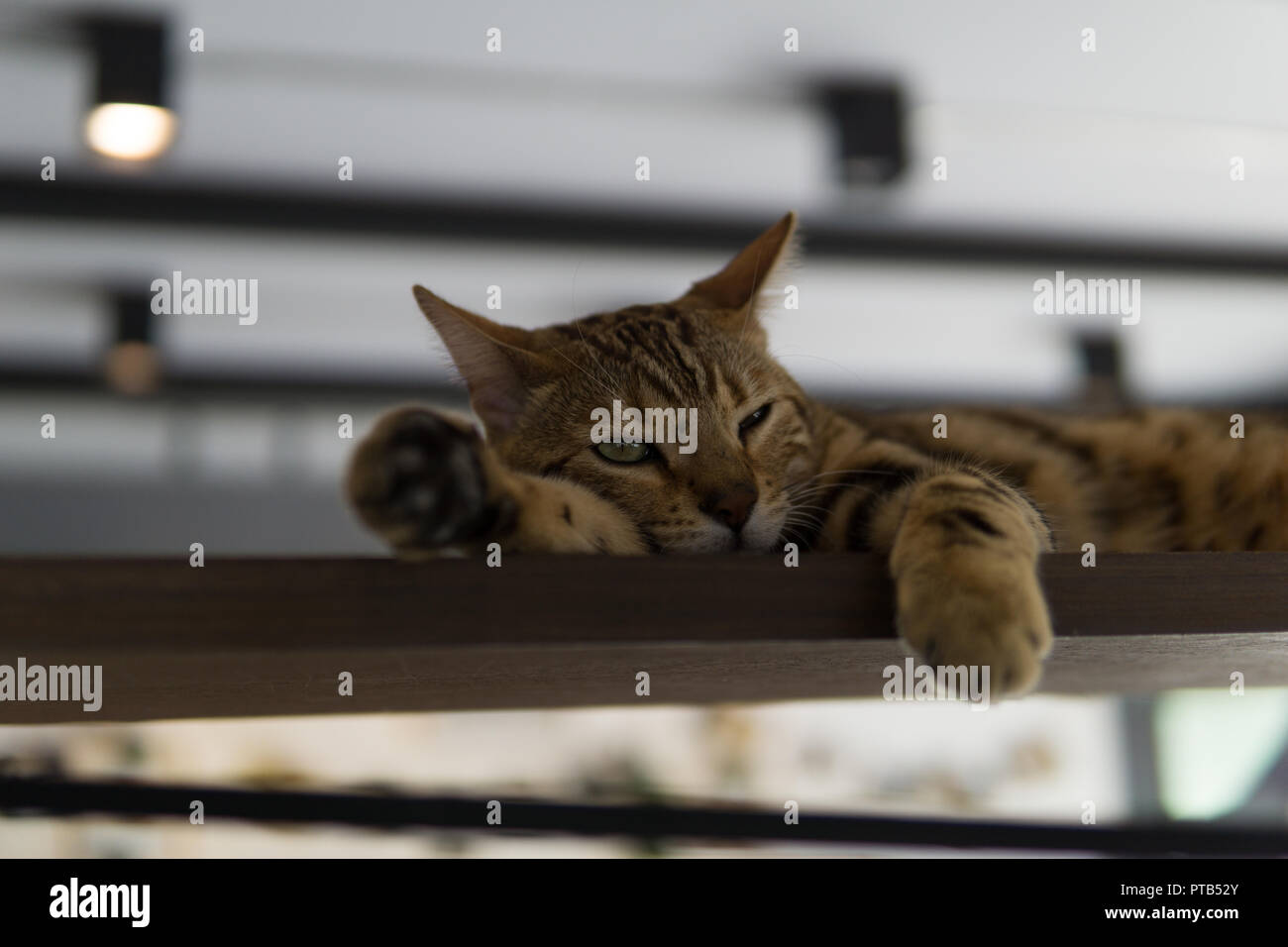 cute relaxing cats Stock Photo - Alamy