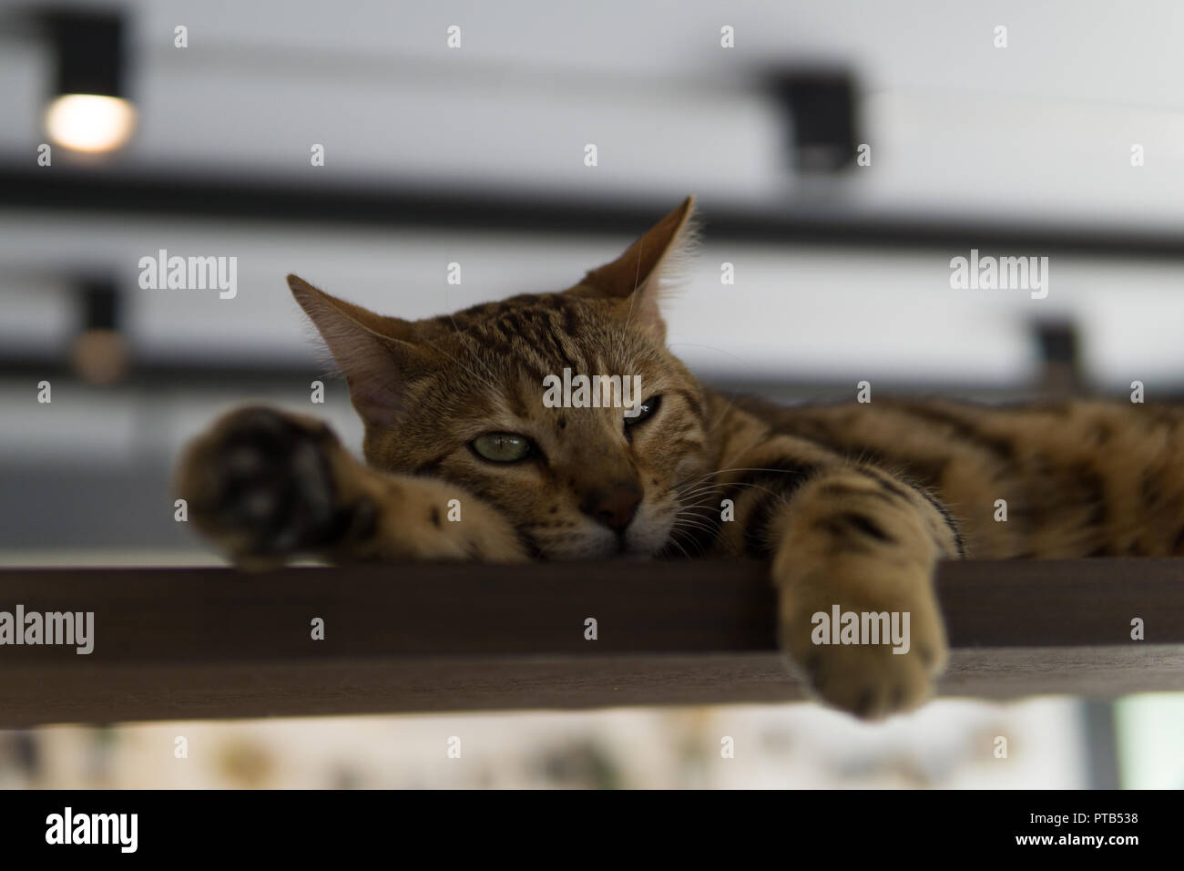 cute relaxing cats Stock Photo - Alamy