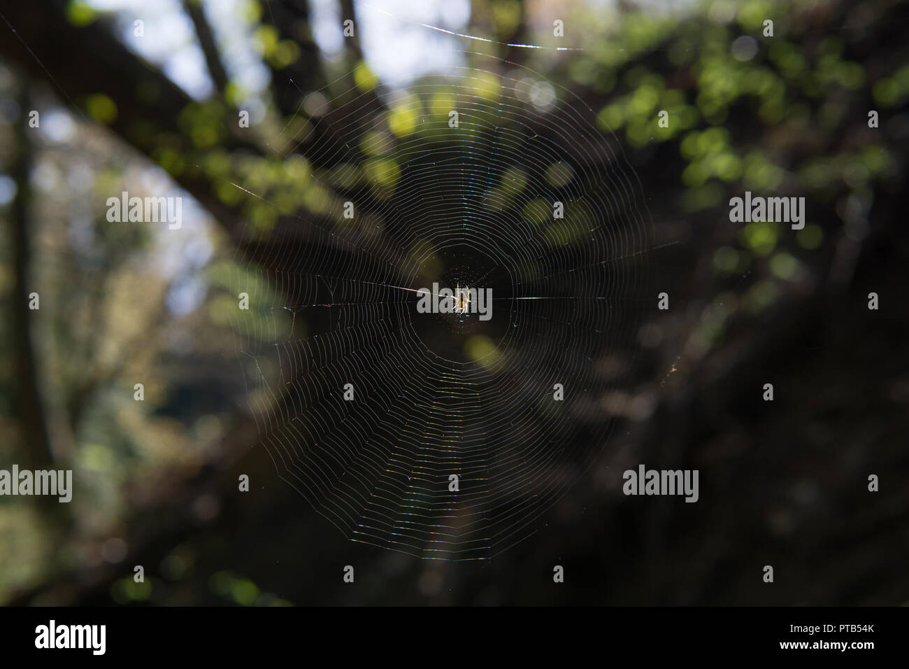 Cobweb trap hi-res stock photography and images - Alamy
