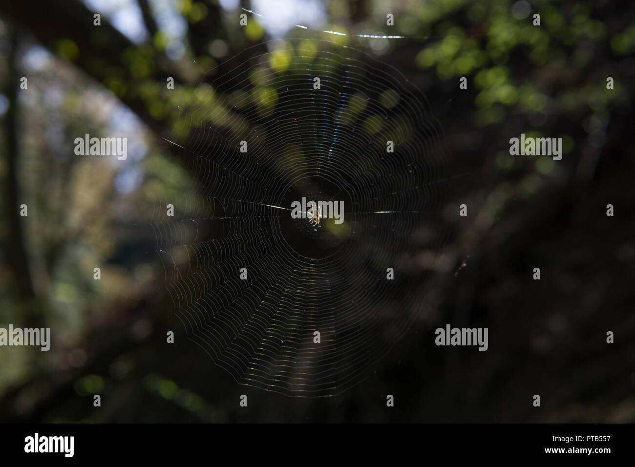 Cobweb forest hi-res stock photography and images - Alamy