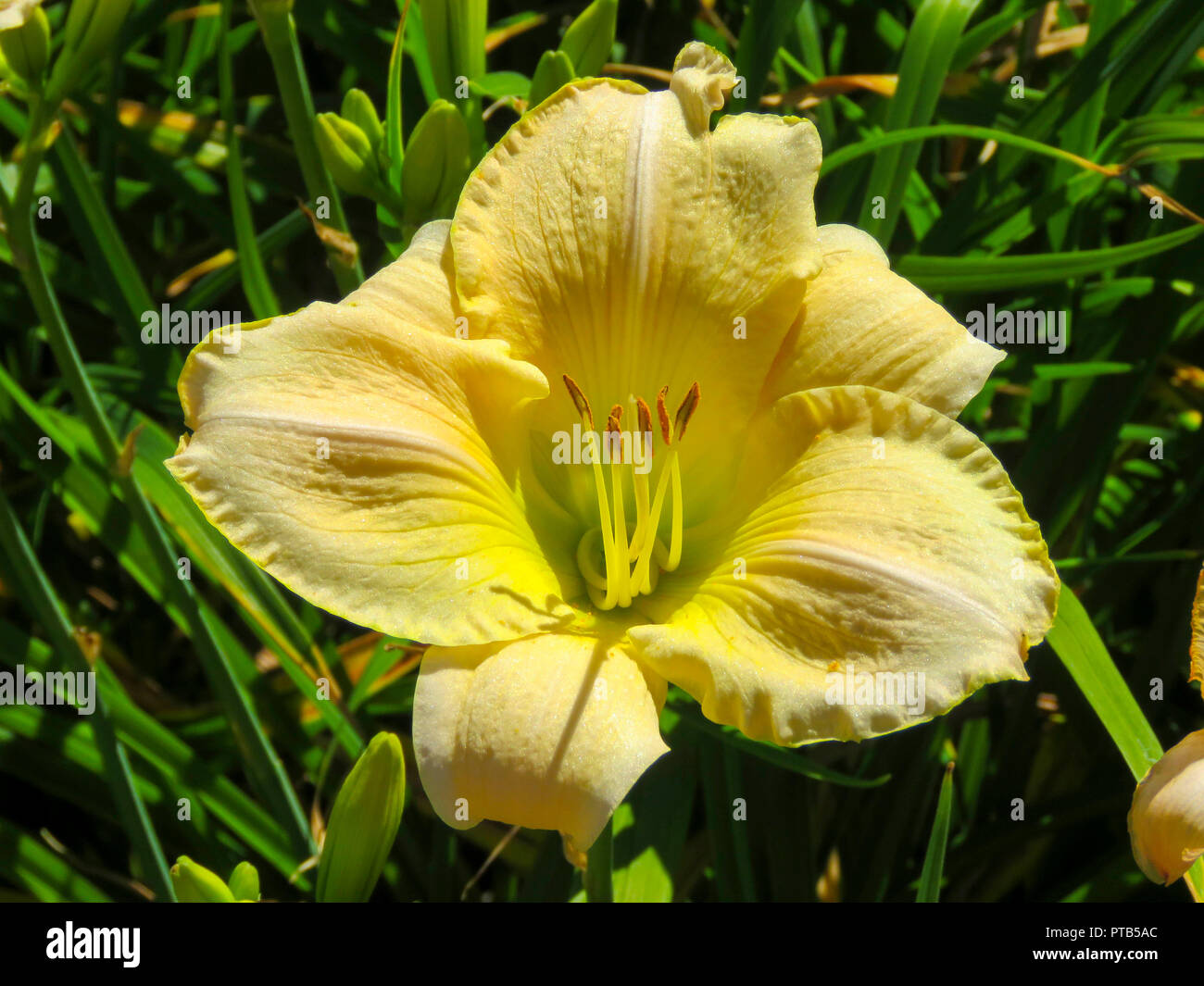 Day lily border hi-res stock photography and images - Alamy