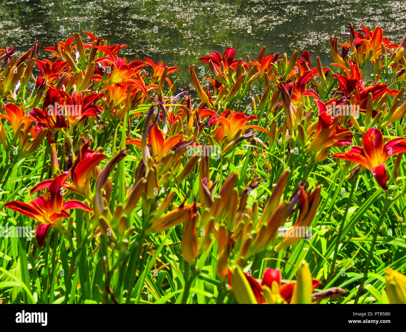 Lily cottage hi-res stock photography and images - Alamy