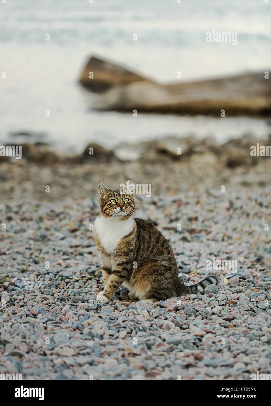 Animal Funny Beach High Resolution Stock Photography and Images - Alamy