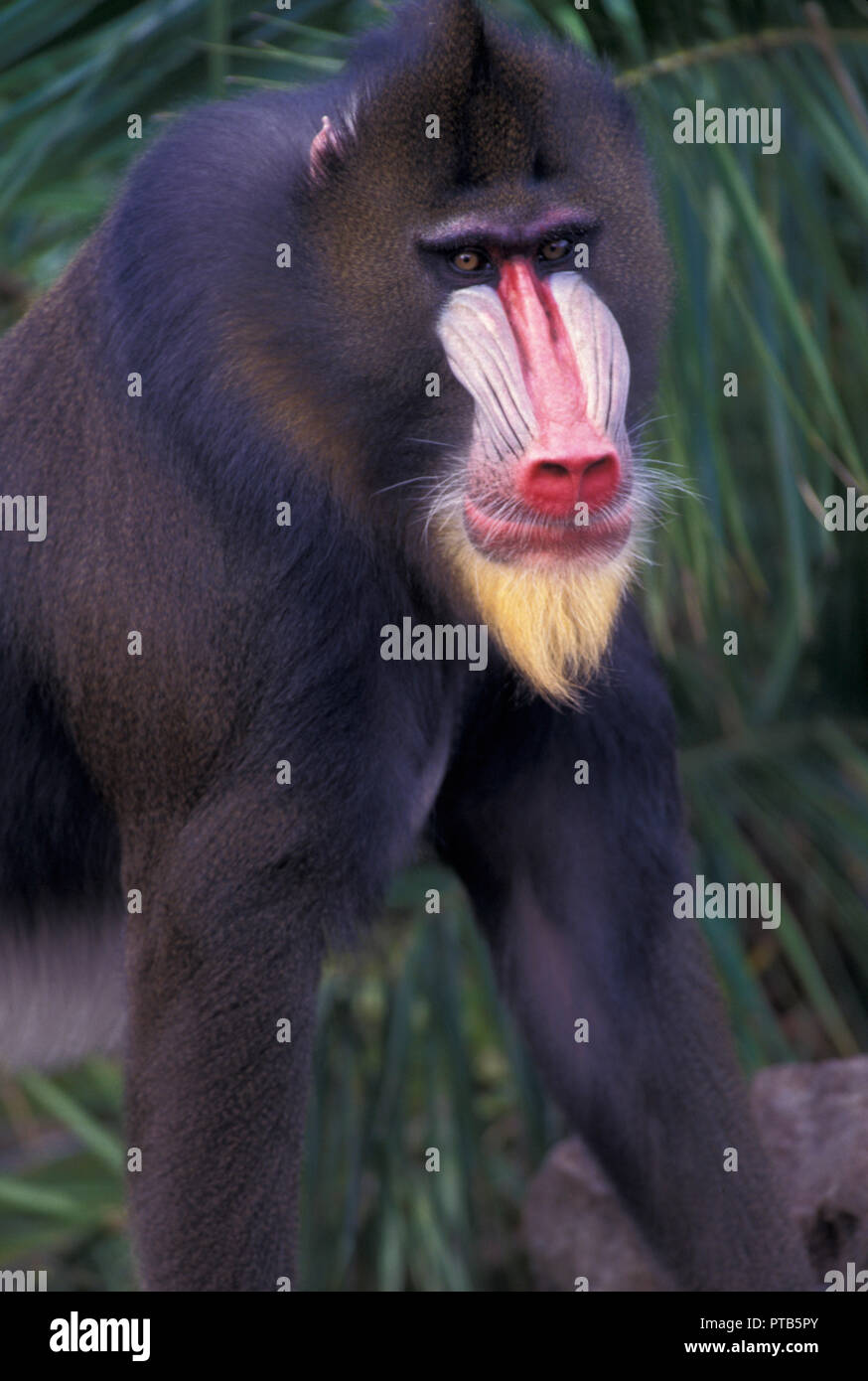 NOT 1033696 MANDRILL Mandrillus sphinx Old-world monkeys Stock Photo ...