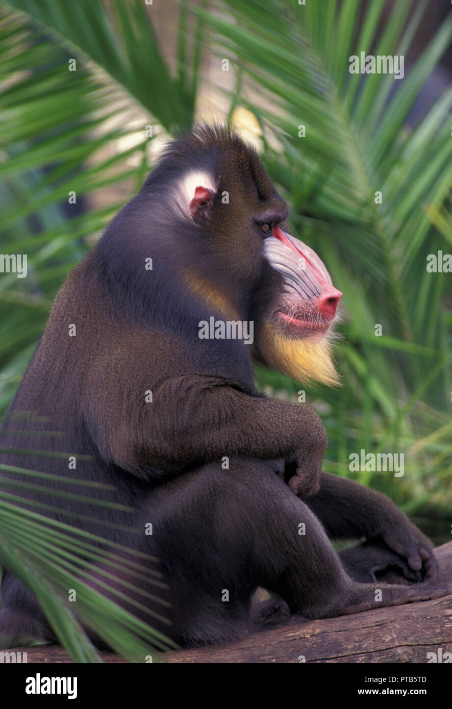 NOT 1033709 MANDRILL Mandrillus sphinx Old-world monkeys Stock Photo ...