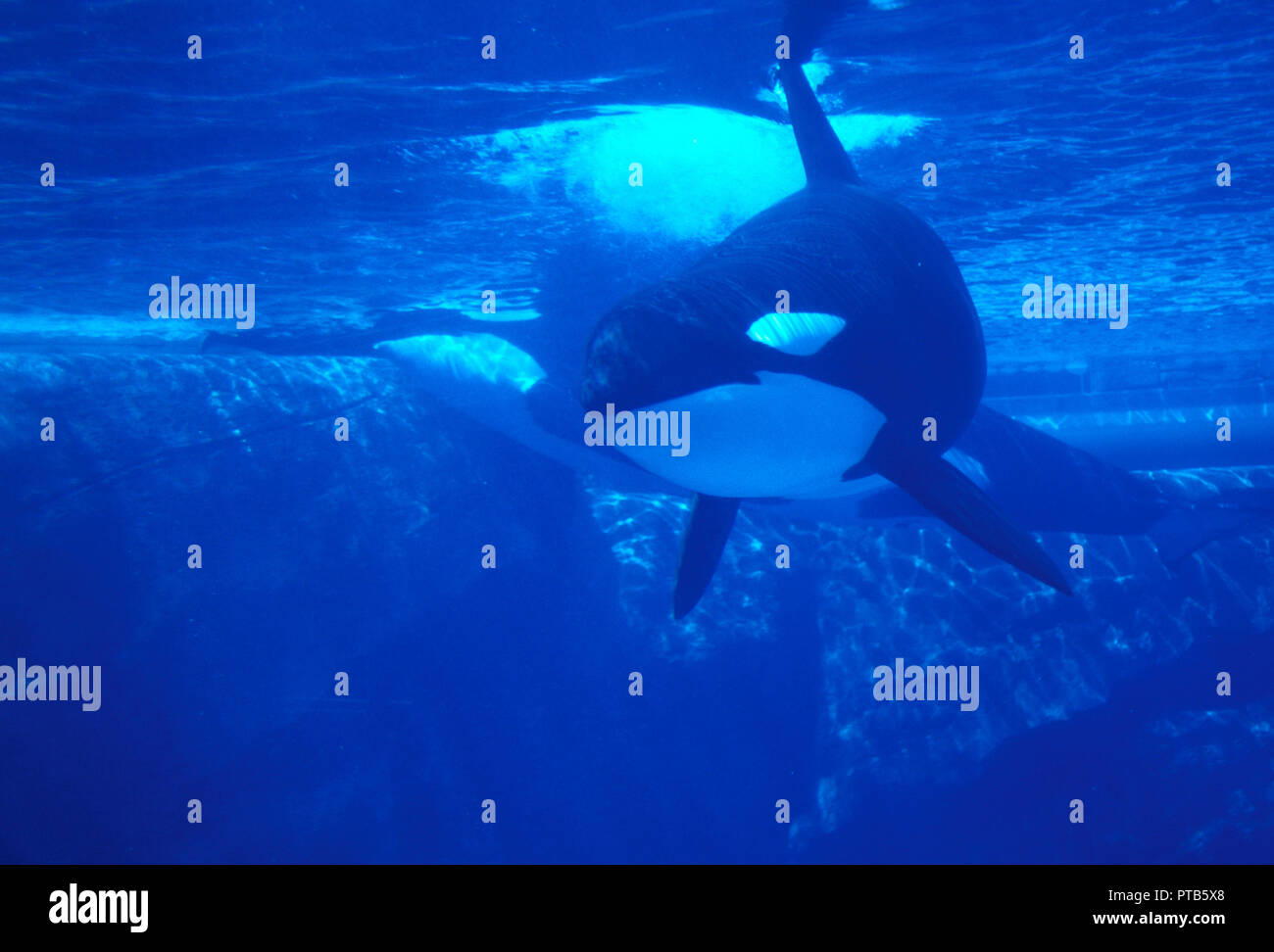 NOT 1068733 KILLER WHALE OR ORCA Orcinus orca largest species of the ...