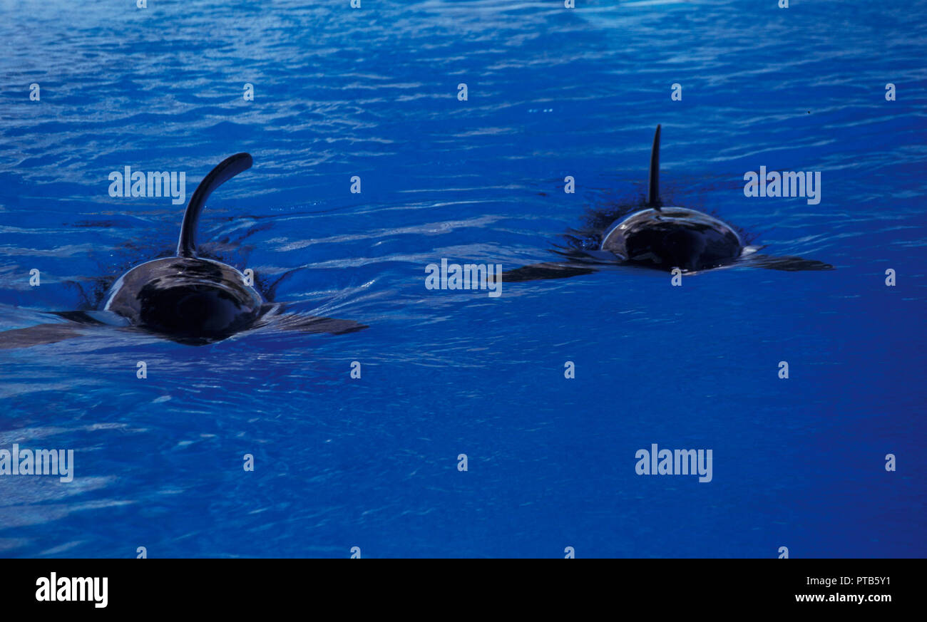 NOT 1075437 KILLER WHALE OR ORCA Orcinus orca largest species of the ...