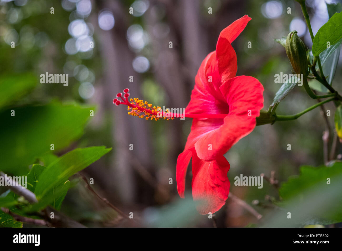 red hibiscus flower isolated - blooming Hibiscus flower Stock Photo - Alamy