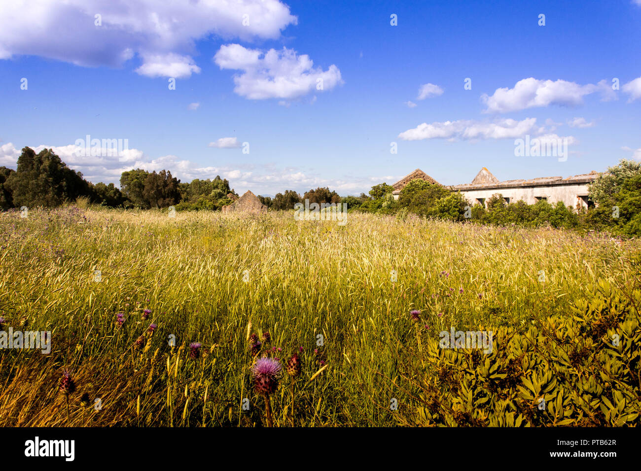 Summer grass field hi-res stock photography and images - Alamy