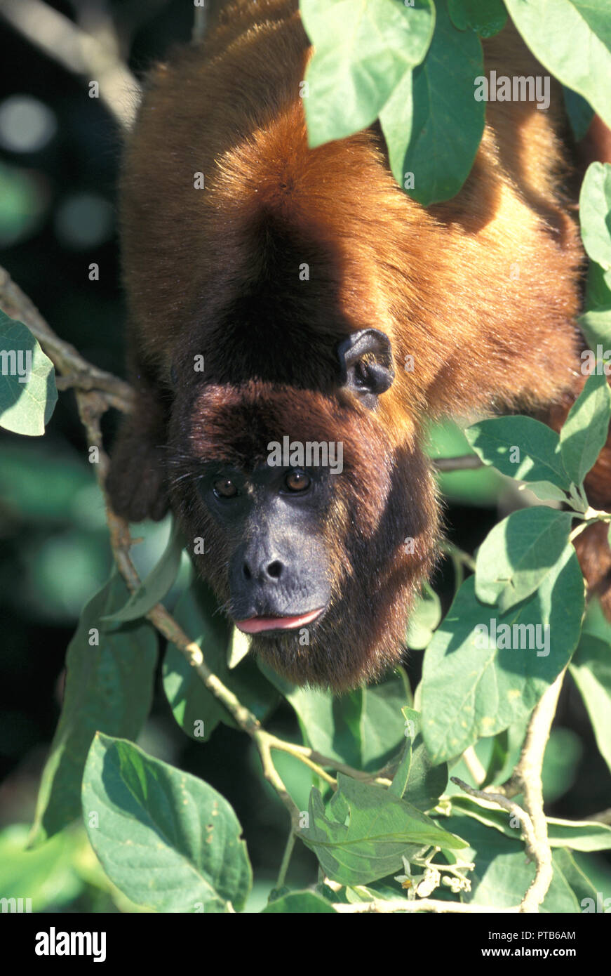 NOT 1139870 RED HOWLER MONKEY Alouatta seniculus western Amazon Basin ...