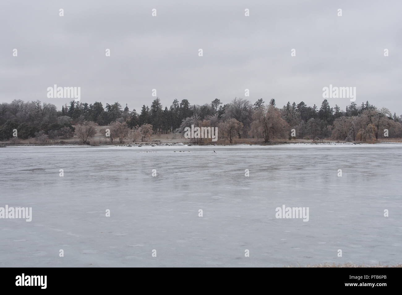 A recent ice storm coats the arboretum trees, looking west across Dow's ...