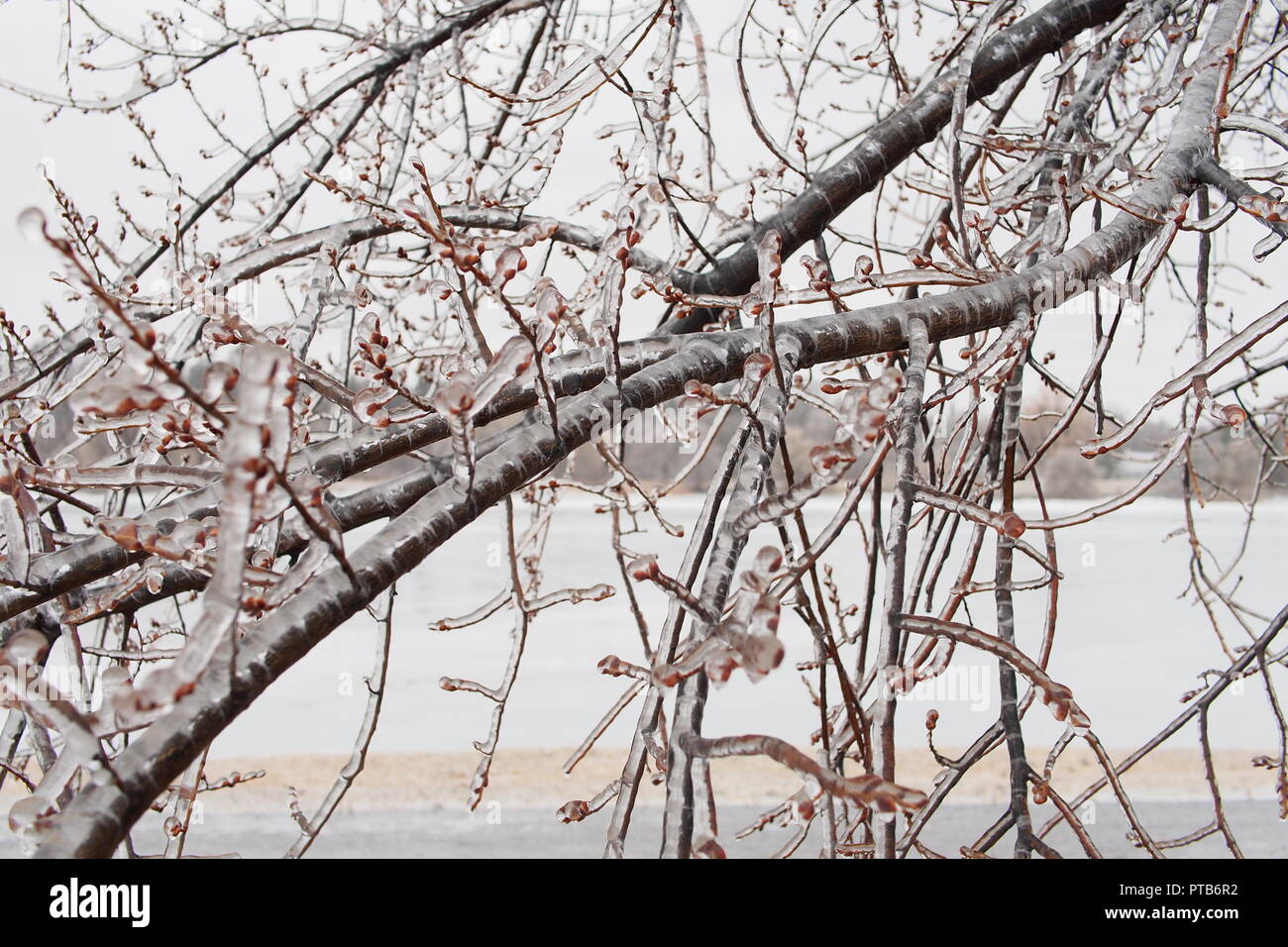 An ice rain storm coats the branches of a tree in thick ice, Ottawa ...