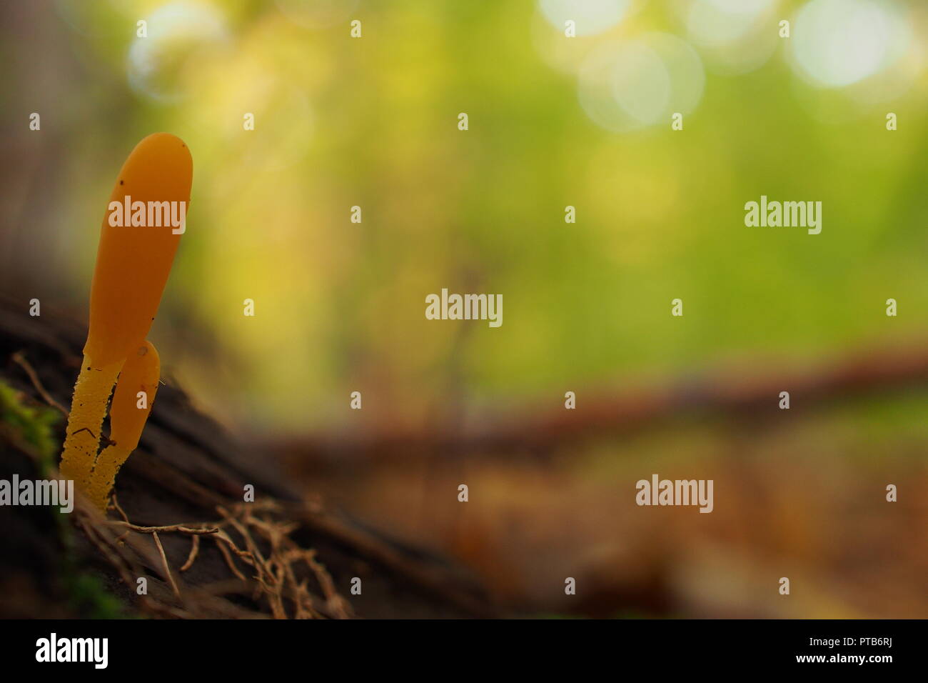 Yellow Earth Tongue High Resolution Stock Photography and Images - Alamy
