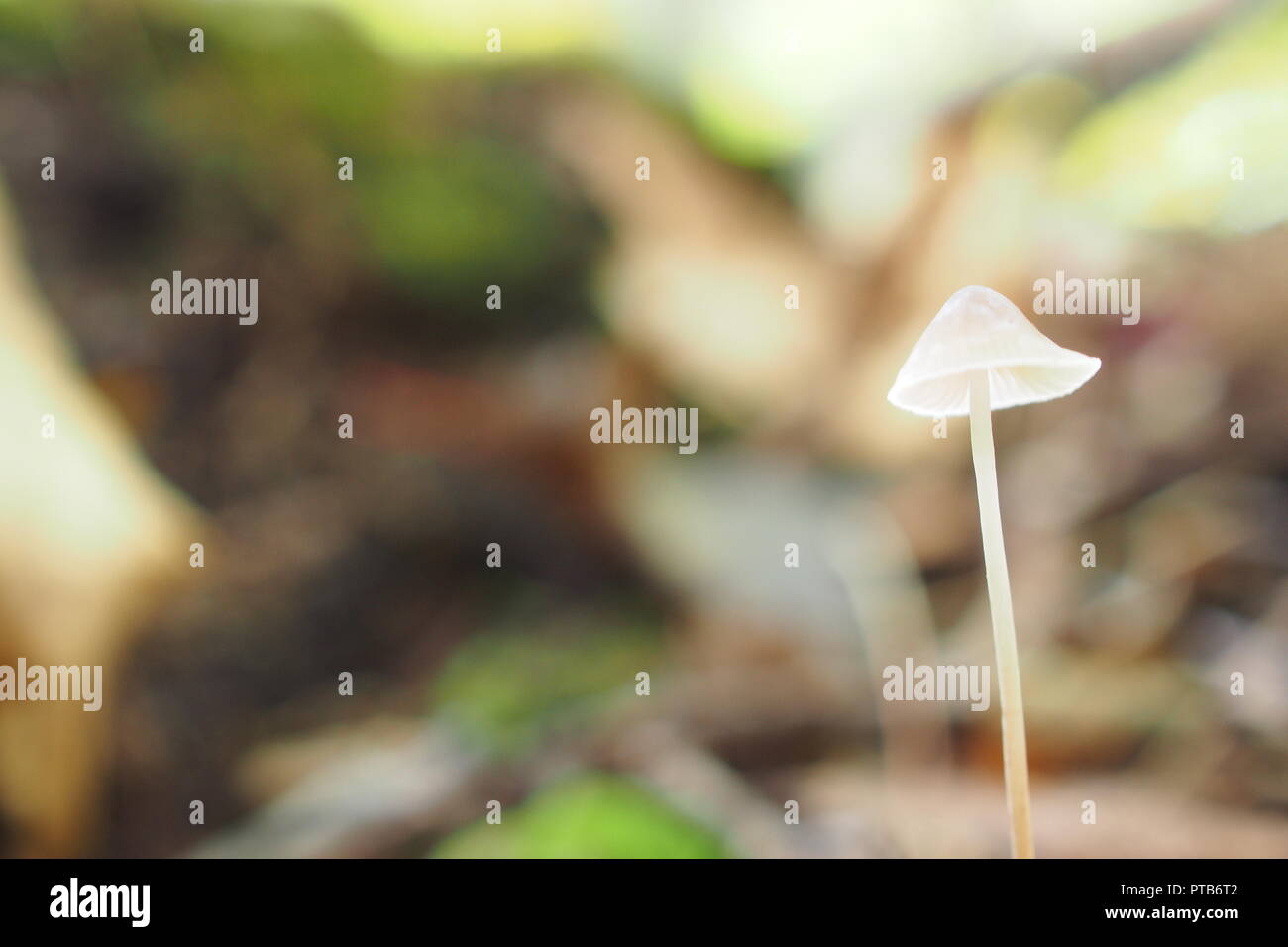 Mycena stylobates (Bulbous bonnet) growing on the forest floor ...