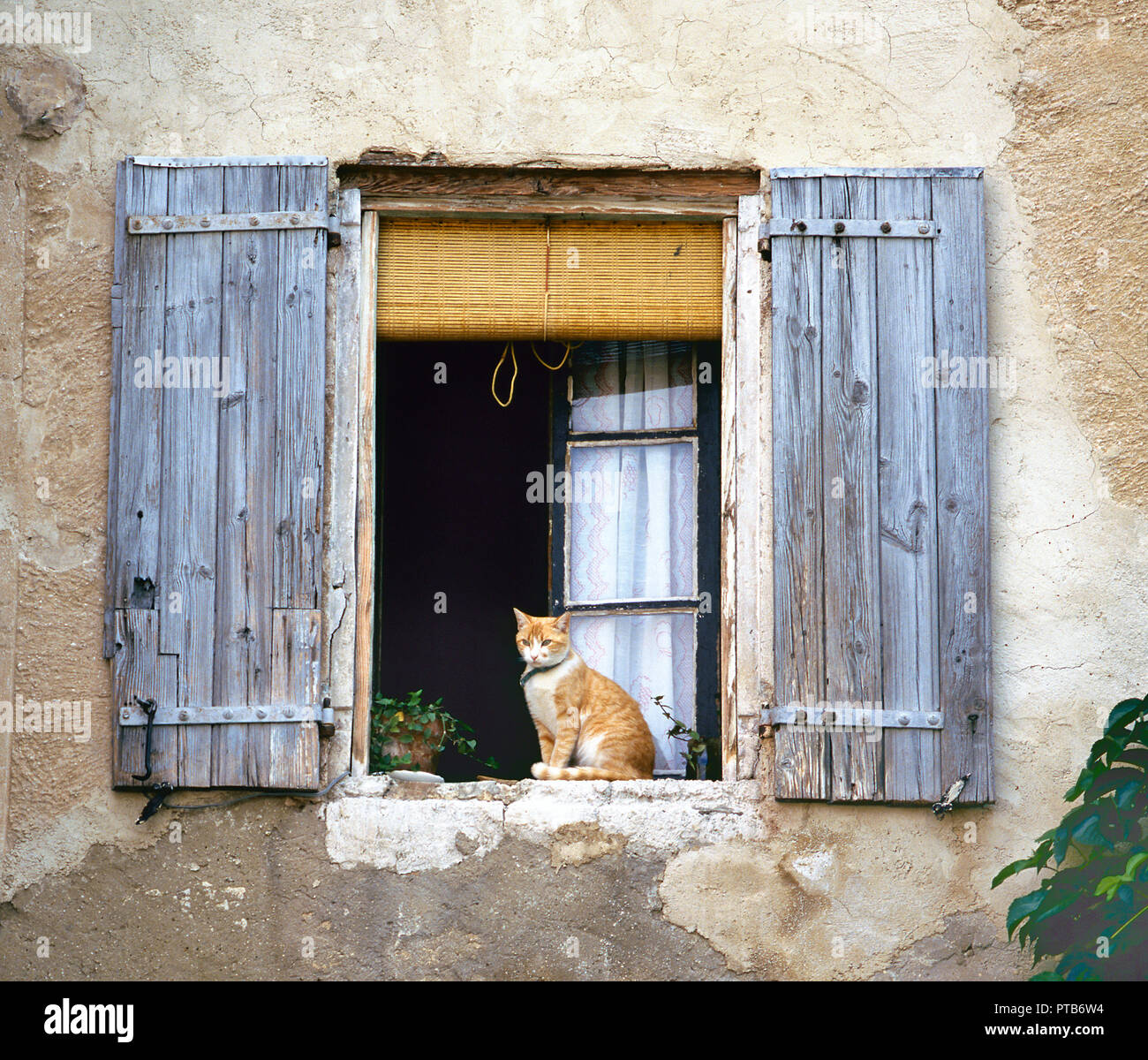 Cat Sitting on a French Window with Open Wooden Shutter in France Stock ...