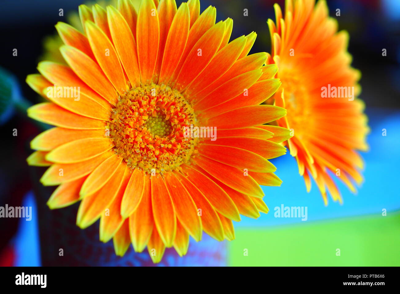 Close up of an orange Barberton Daisy (Gerbera jamesonii Stock Photo ...
