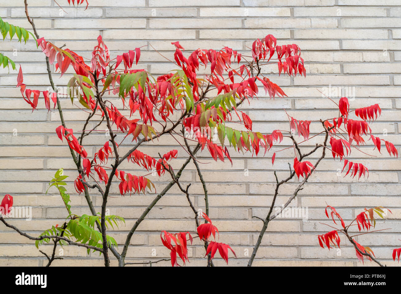 Side view of tree with both red and green leaves on it in front of ...