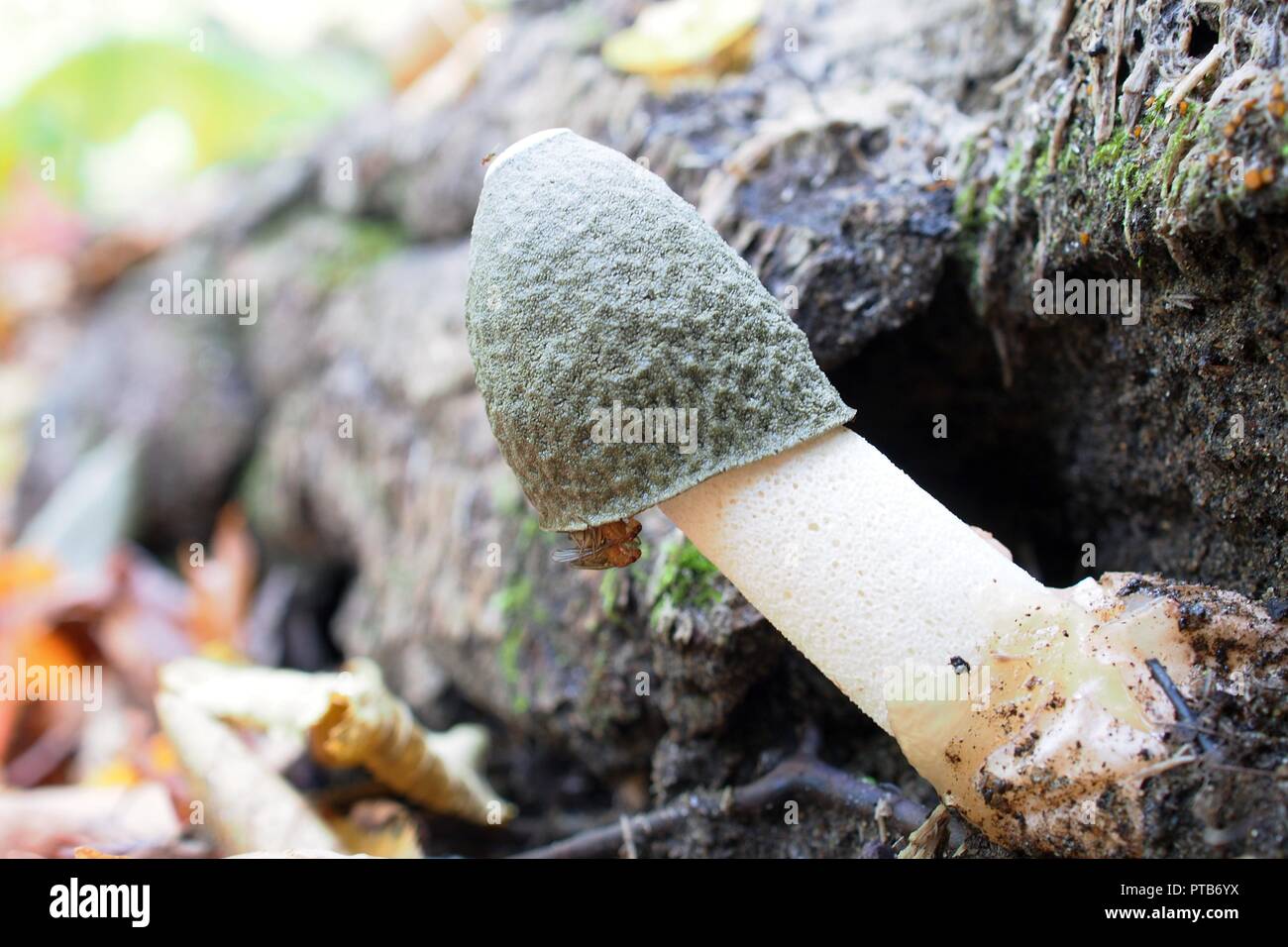 Stinkhorn mushroom (Phallus impudicus), Gatineau Park, Quebec, Canada ...