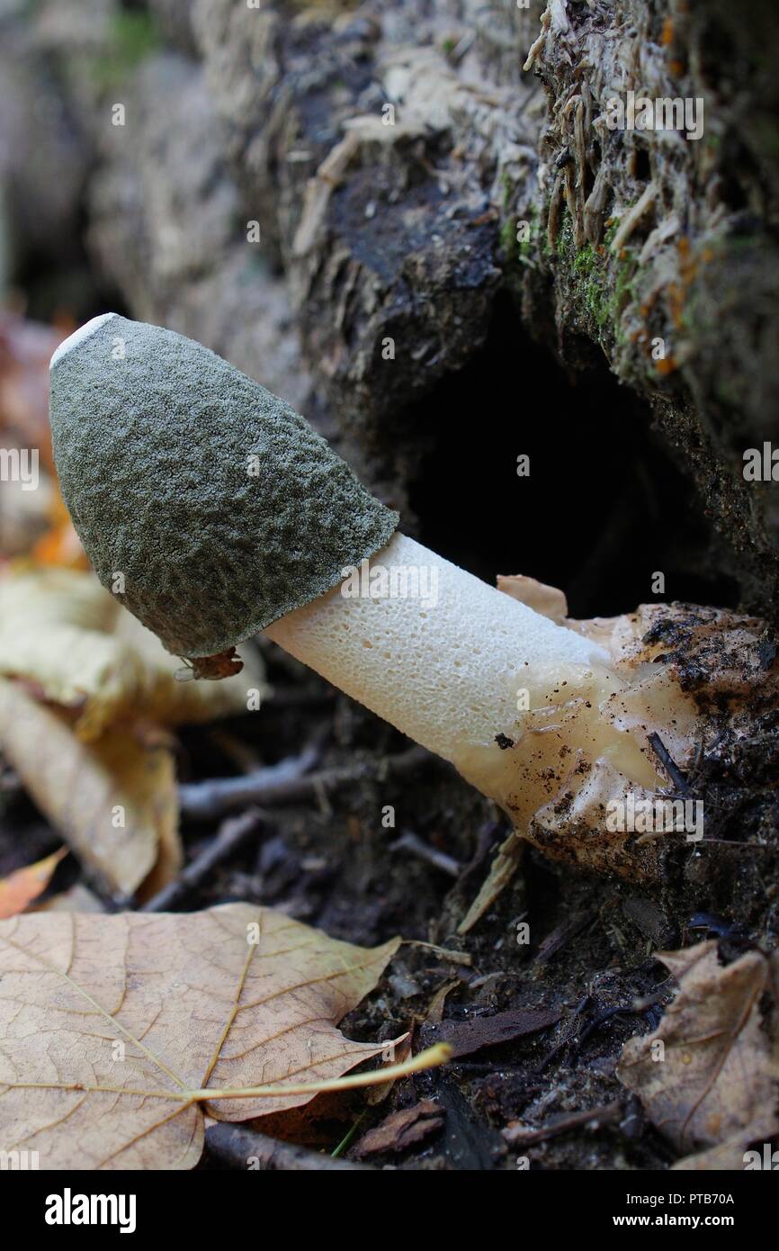 Stinkhorn mushroom (Phallus impudicus), Gatineau Park, Quebec, Canada ...