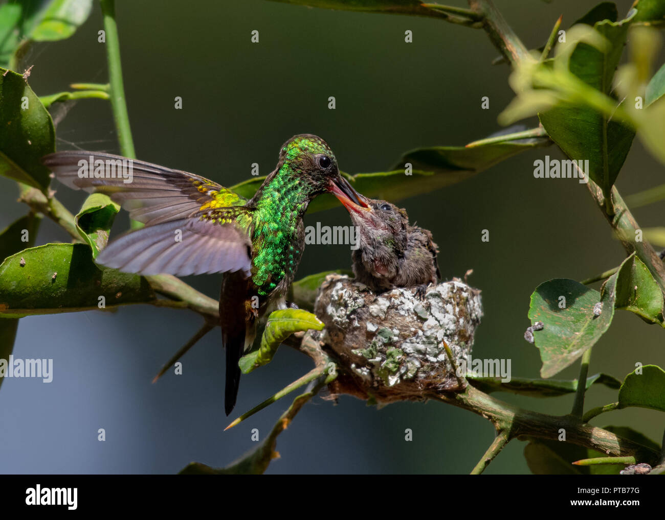 Copper Rump Hummingbird feeding her baby Stock Photo - Alamy