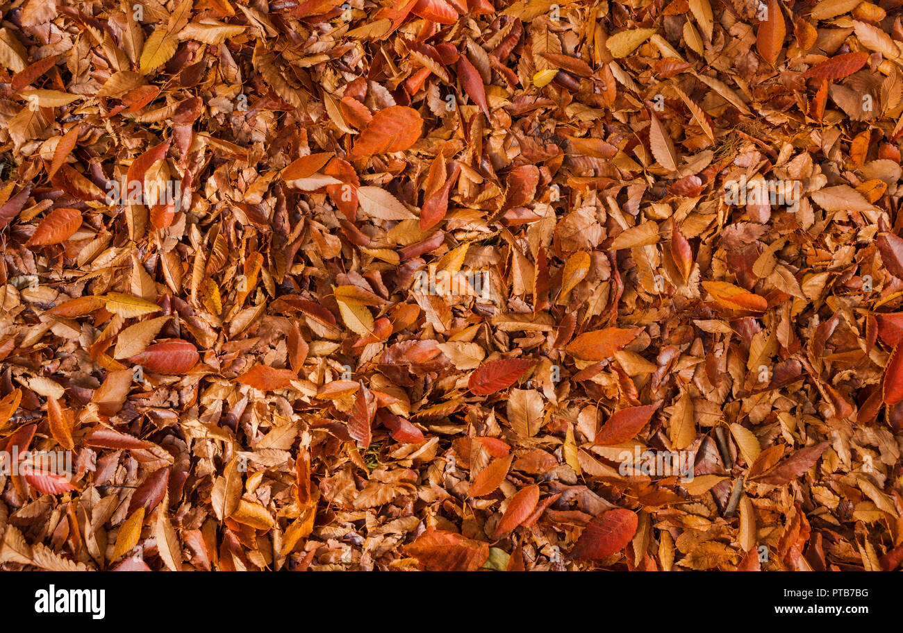 Leaf cycle hi-res stock photography and images - Alamy