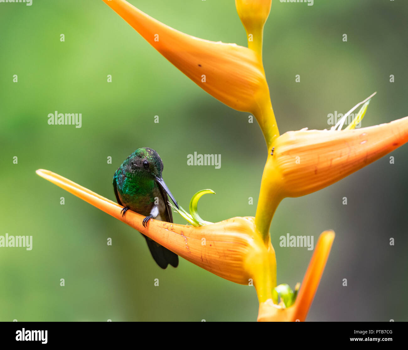 Copper-rumped Hummingbird, Amazilia tobaci, feeding on a tropical ...