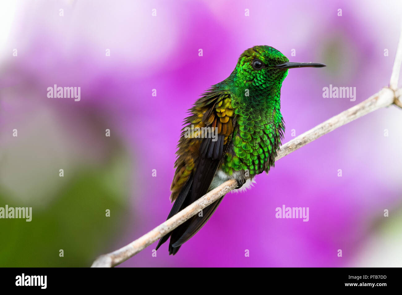 Copper Rump Hummingbird fluffed on a perch with a purple background ...