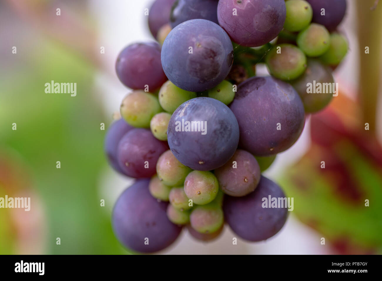 Syrah grape hi-res stock photography and images - Alamy