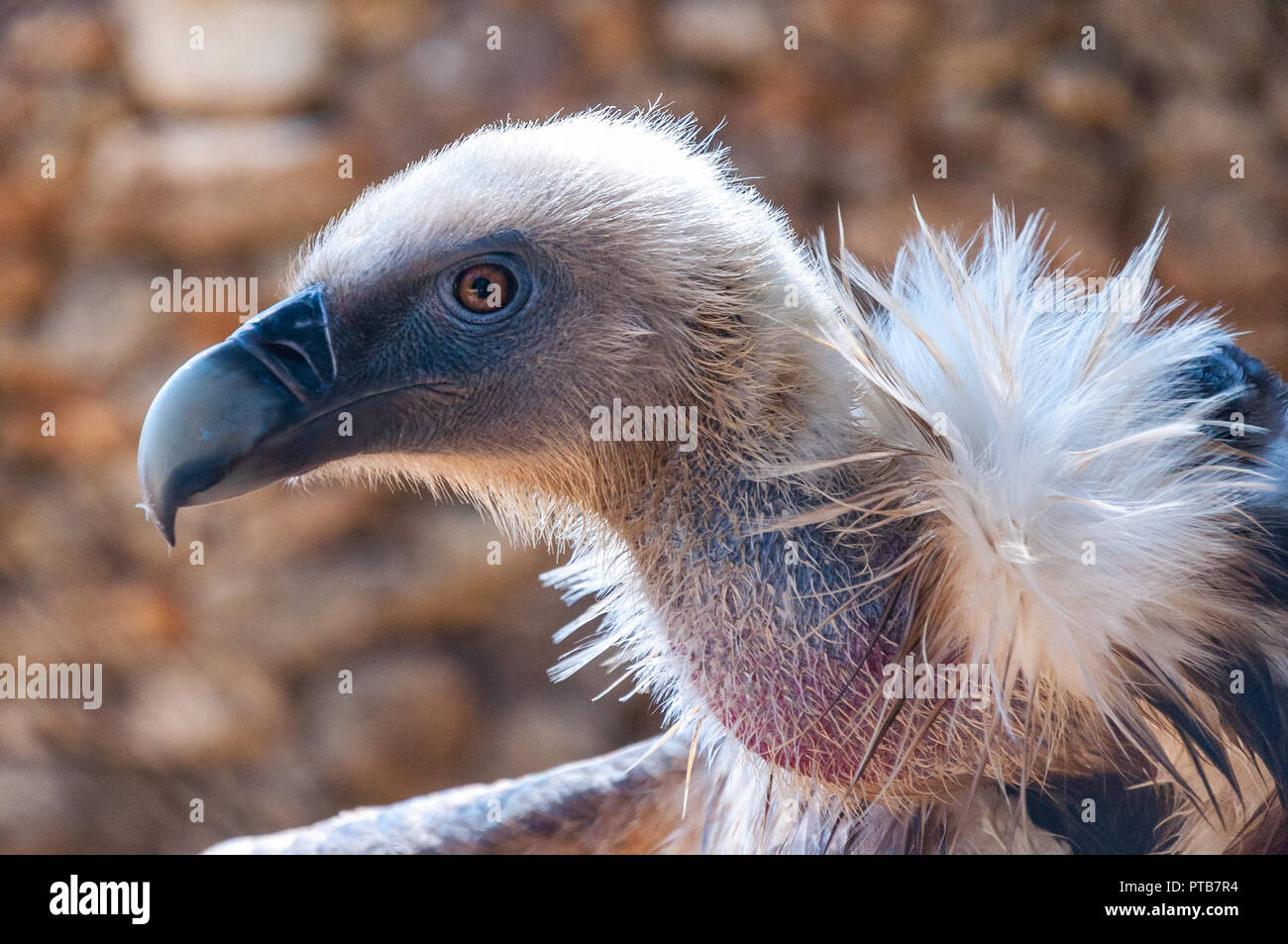 Black vulture france hi-res stock photography and images - Alamy