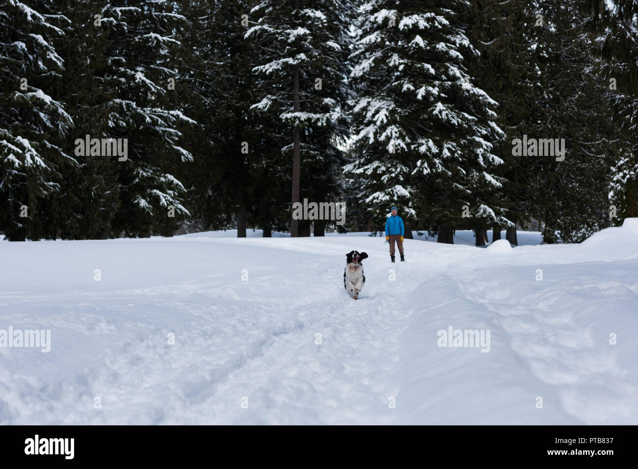 Dog running on snow landscape Stock Photo - Alamy