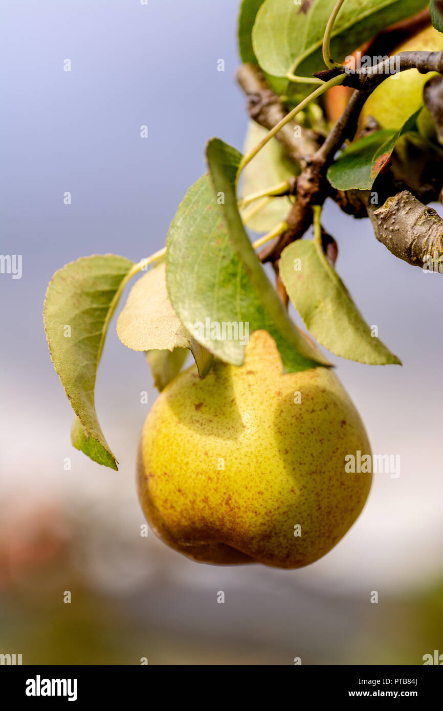 Pear hanging from the tree in an english garden Stock Photo - Alamy