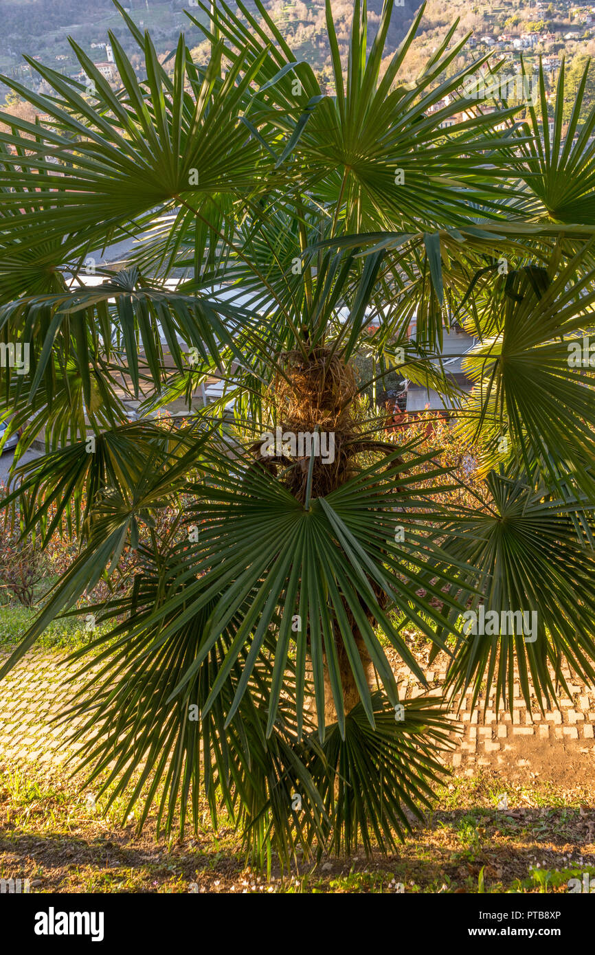 Europe, Italy, Lecco, Lake Como, a group of palm trees next to a tree ...